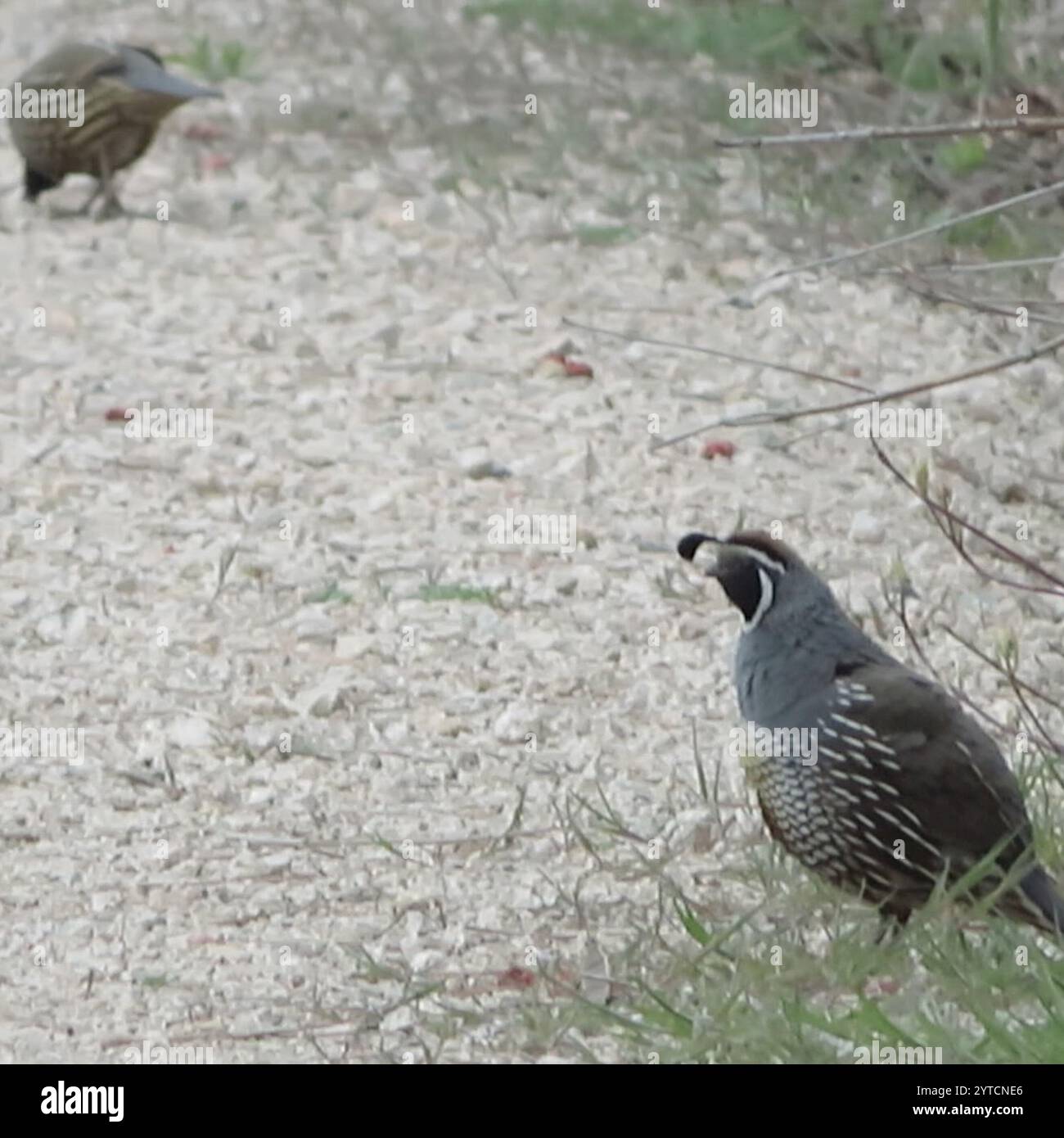 California Quail (Callipepla californica Stock Photo - Alamy