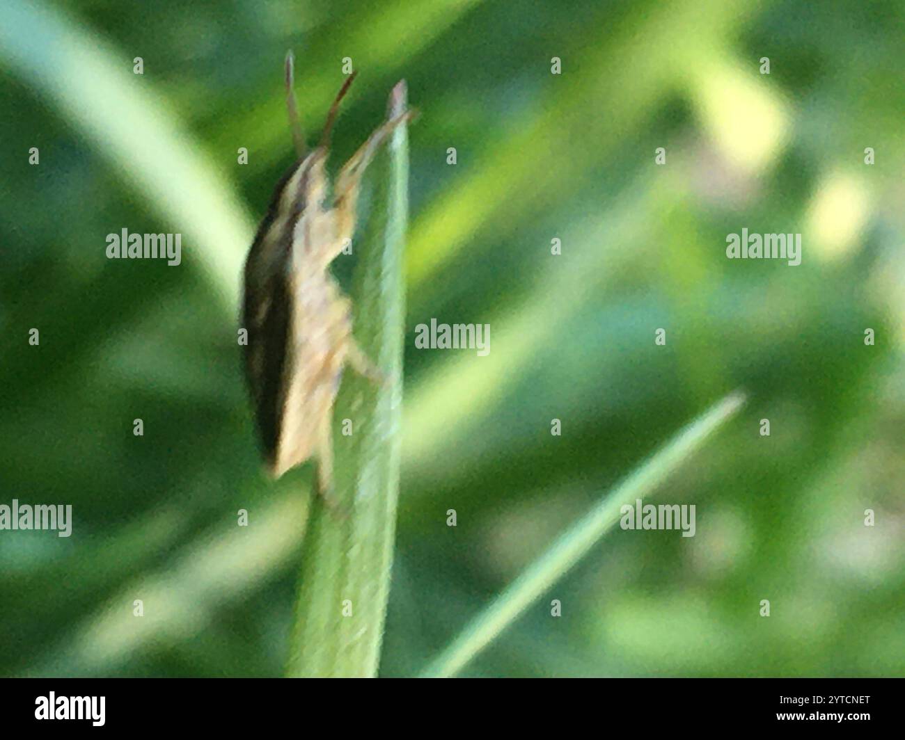 Bishop's Mitre Shield Bug (Aelia acuminata Stock Photo - Alamy