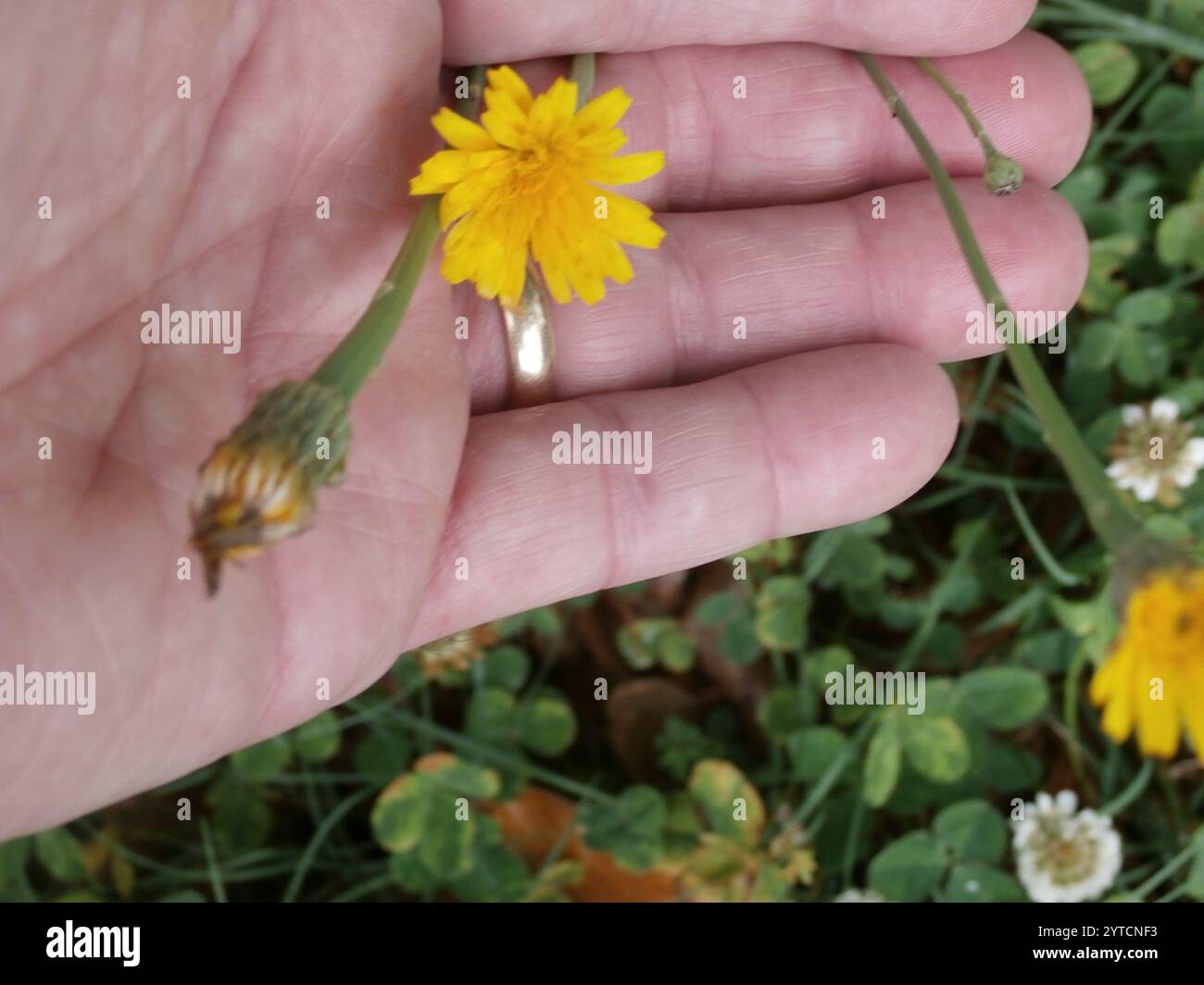 Common Cat's-ear (Hypochaeris radicata Stock Photo - Alamy