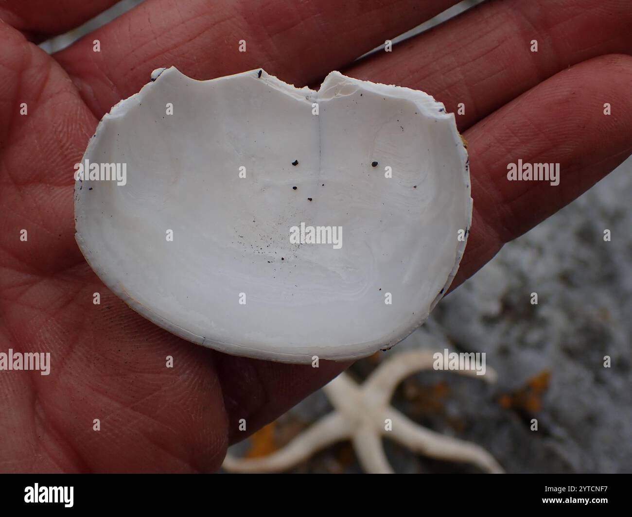 Pacific Littleneck Clam (Leukoma staminea Stock Photo - Alamy