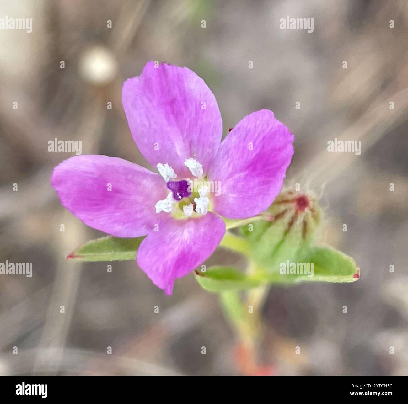 four-spot (Clarkia purpurea quadrivulnera Stock Photo - Alamy