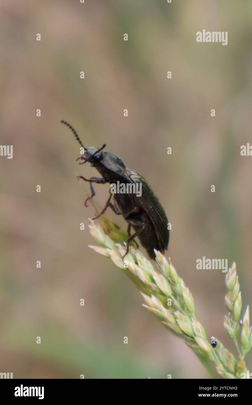 green click beetle (Selatosomus aeneus Stock Photo - Alamy