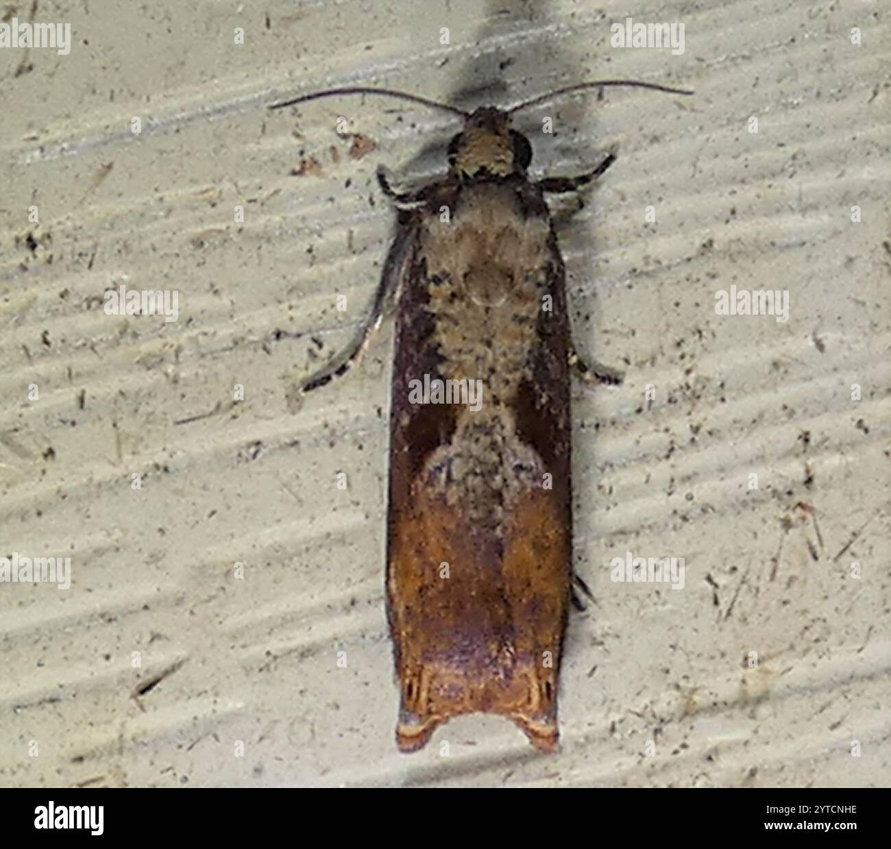 Maple Tip Borer Moth (Episimus tyrius Stock Photo - Alamy