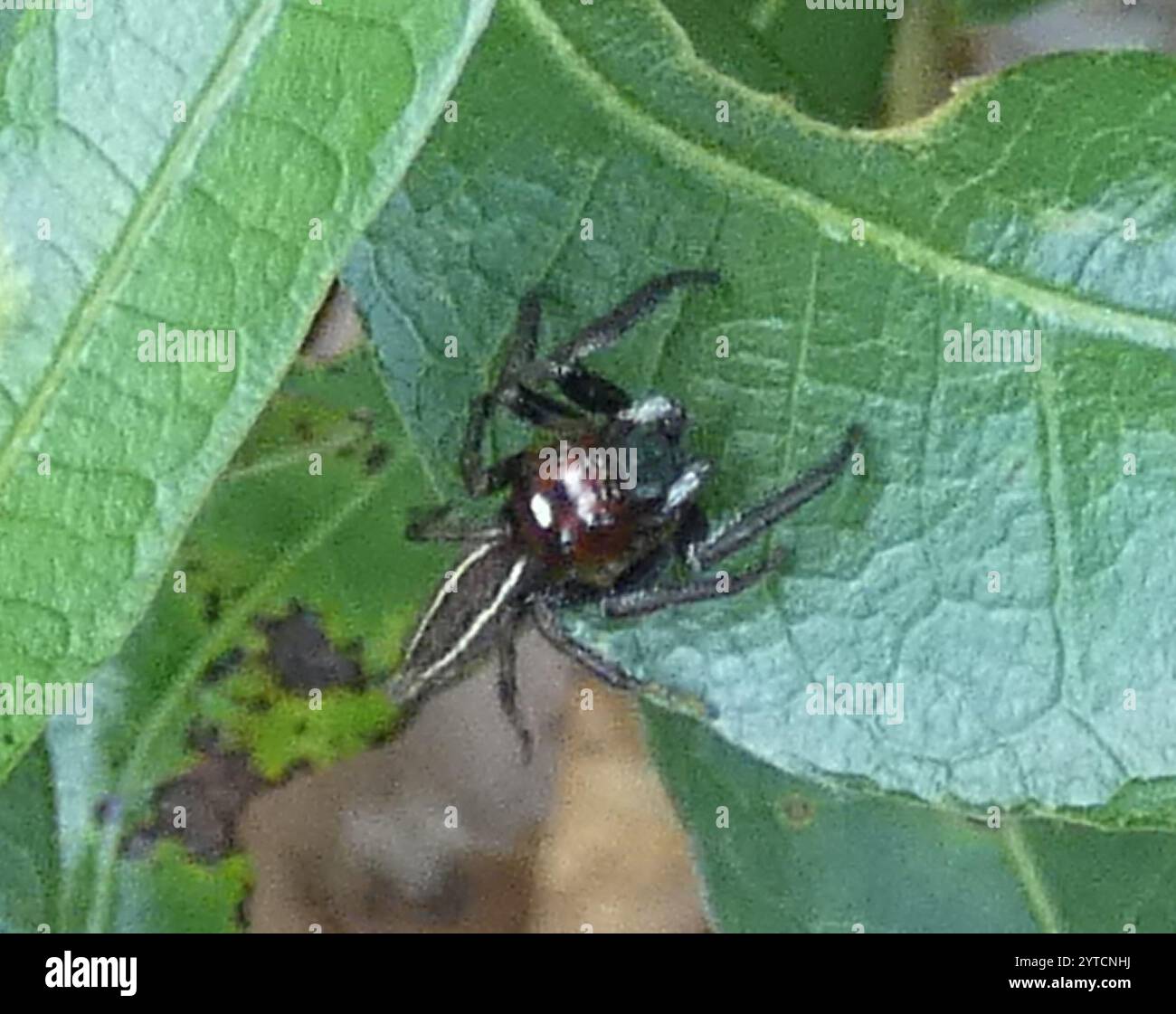 Sylvan Jumping Spider (Colonus sylvanus Stock Photo - Alamy