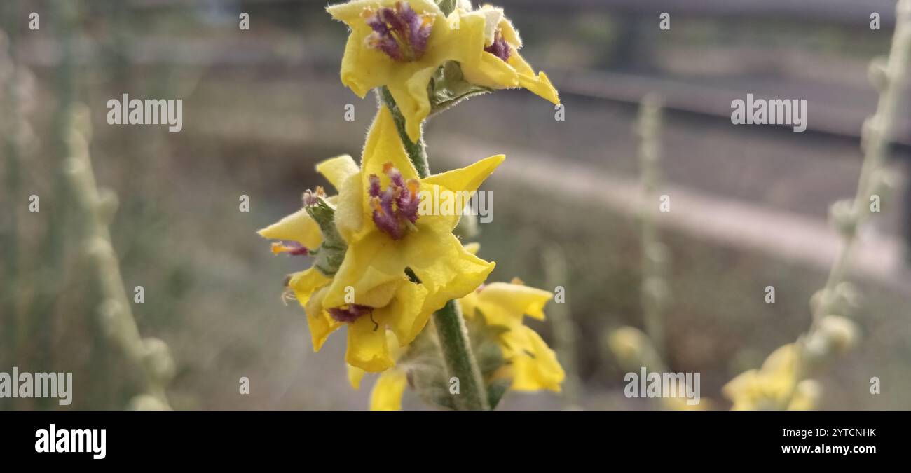 Wavyleaf mullein hi-res stock photography and images - Alamy