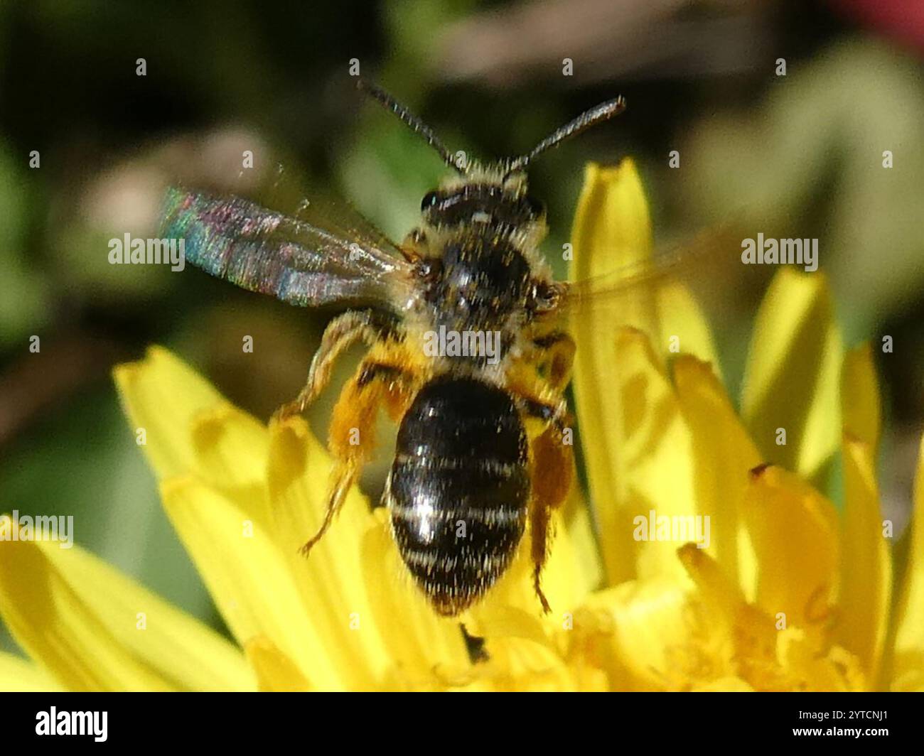 Mining Bees (Andrena Stock Photo - Alamy