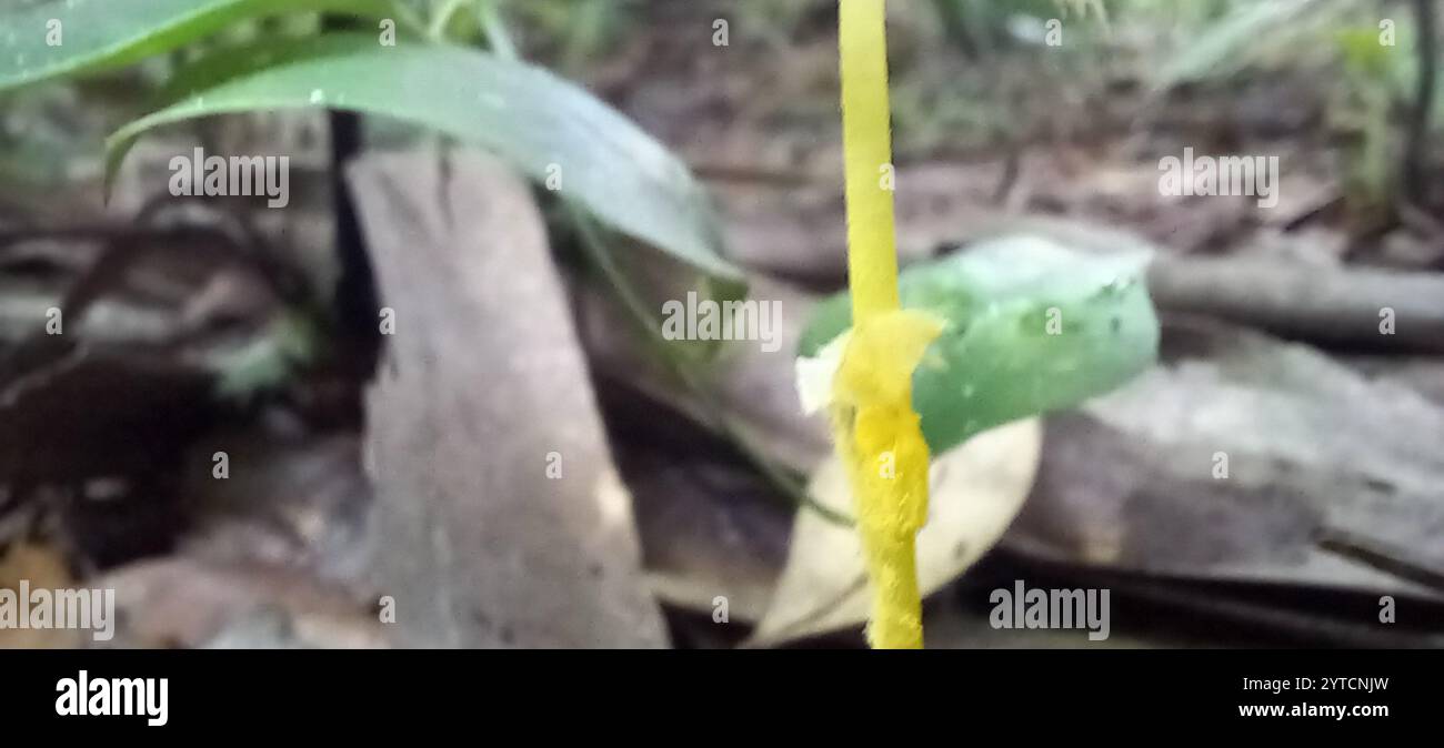 Fragilissimus hi-res stock photography and images - Alamy