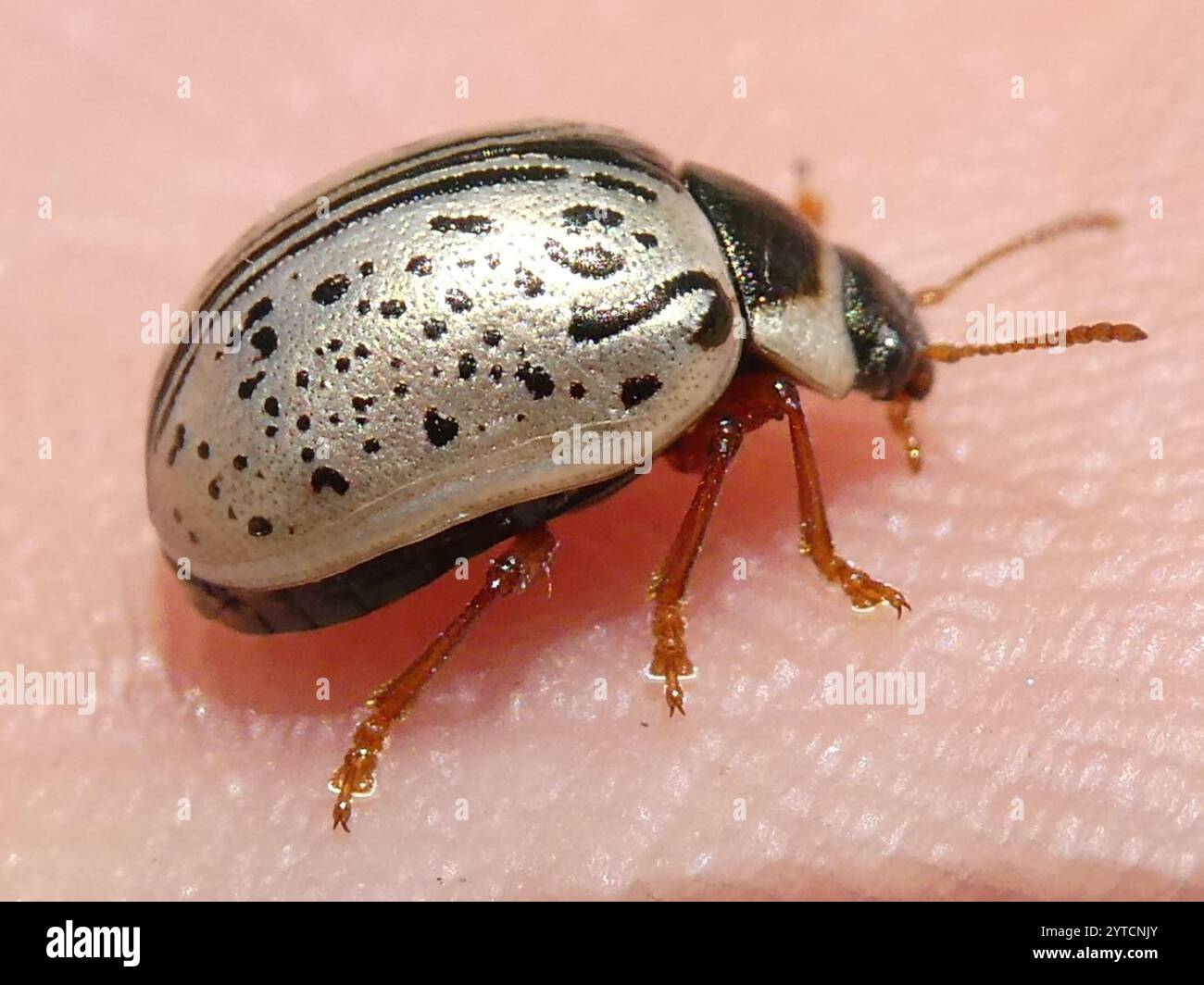 Common Willow Calligrapher Beetle (Calligrapha multipunctata Stock ...