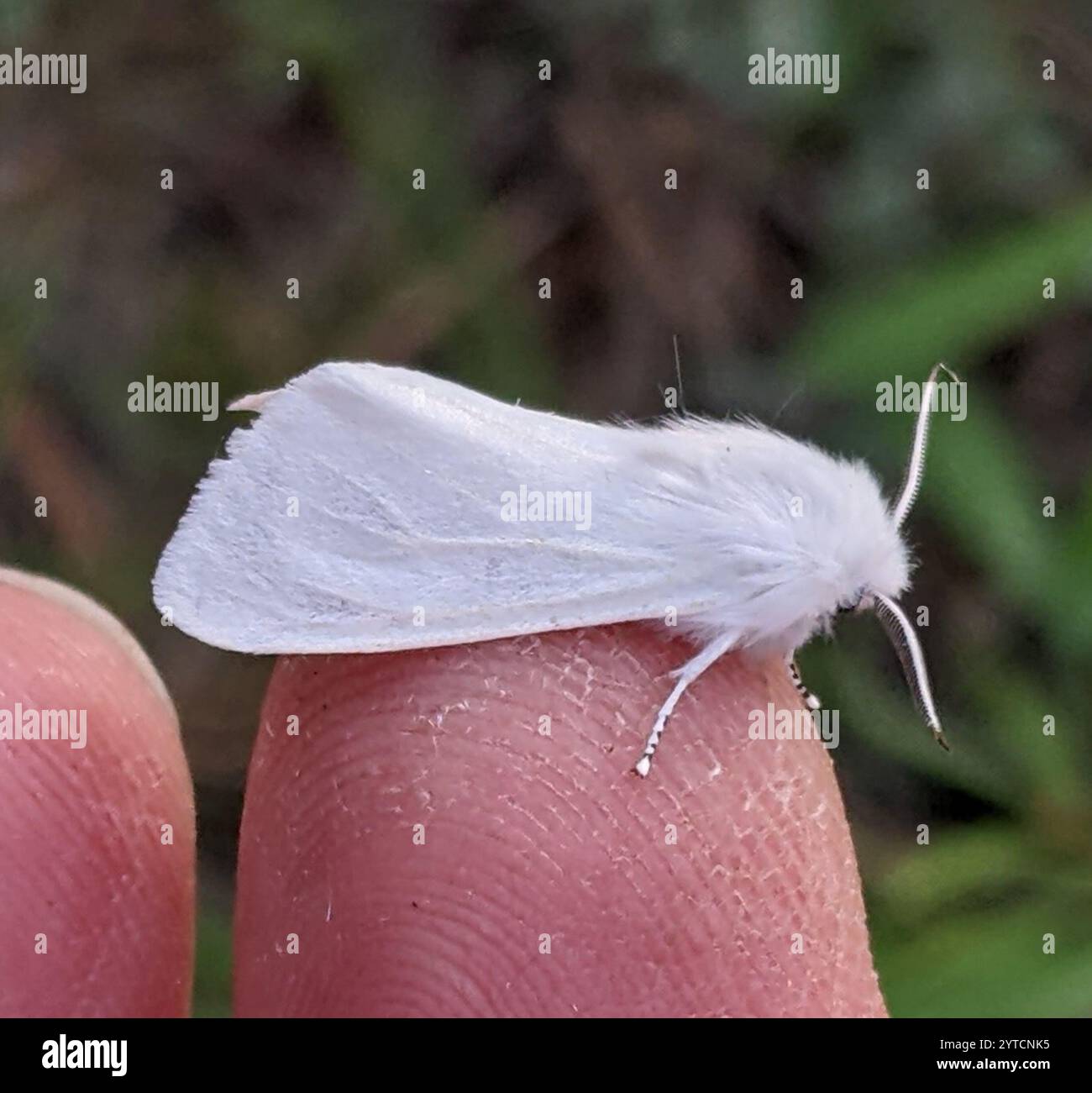 Fall Webworm Moth (Hyphantria cunea Stock Photo - Alamy
