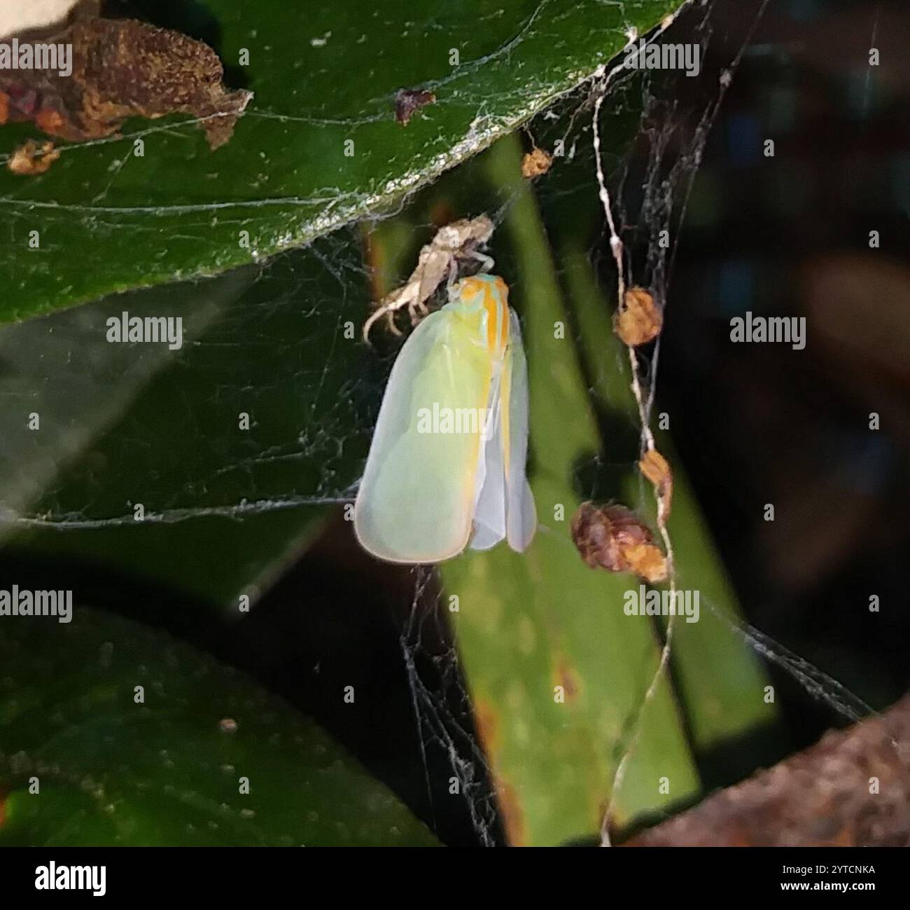 Ormenaria rufifascia hi-res stock photography and images - Alamy