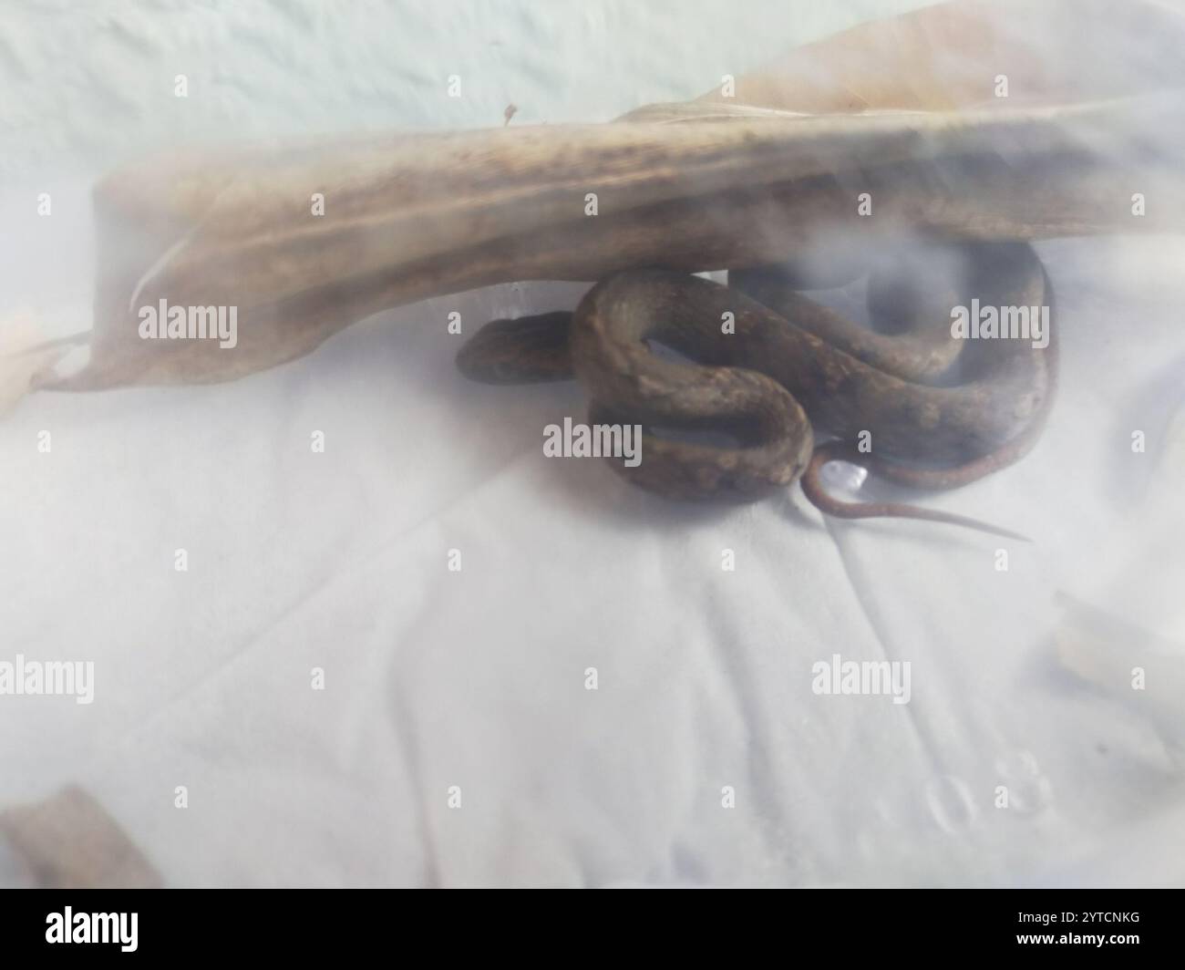 Common Mock Viper (Psammodynastes pulverulentus Stock Photo - Alamy