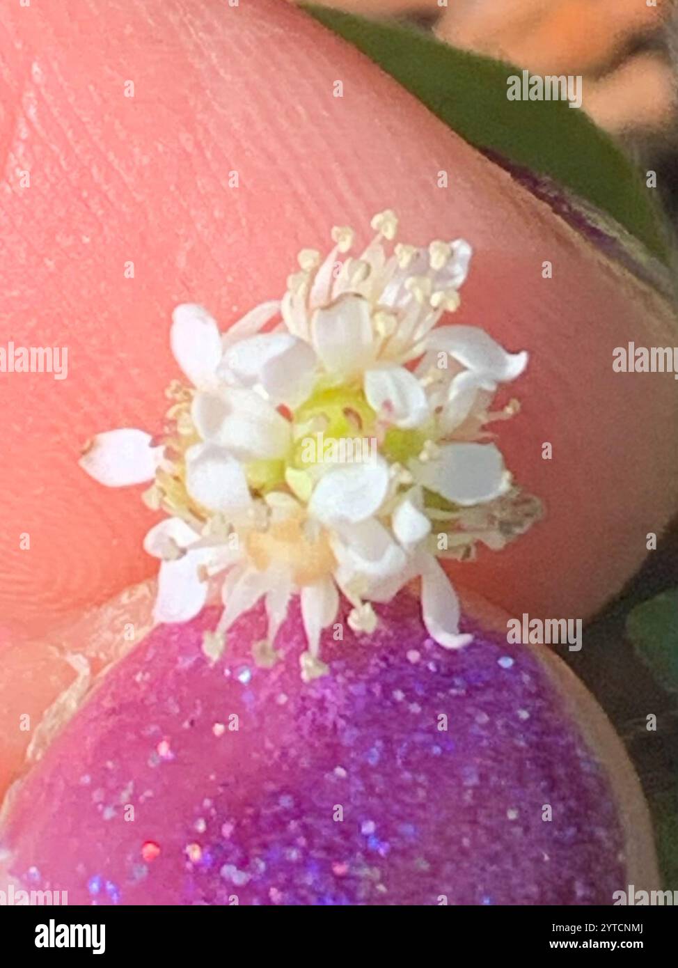 Whipplea modesta hi-res stock photography and images - Alamy