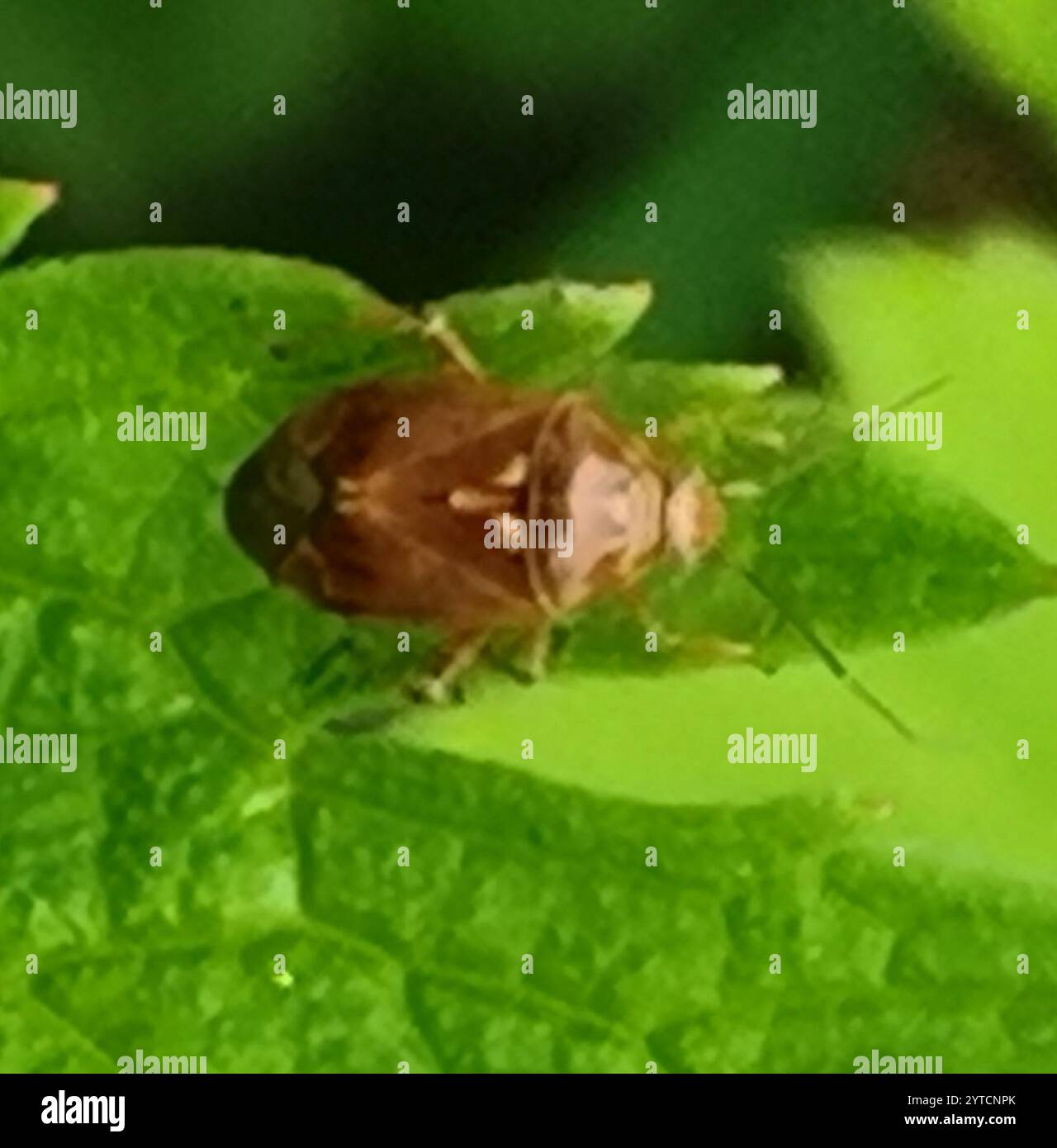 Lygus Bugs (Lygus Stock Photo - Alamy