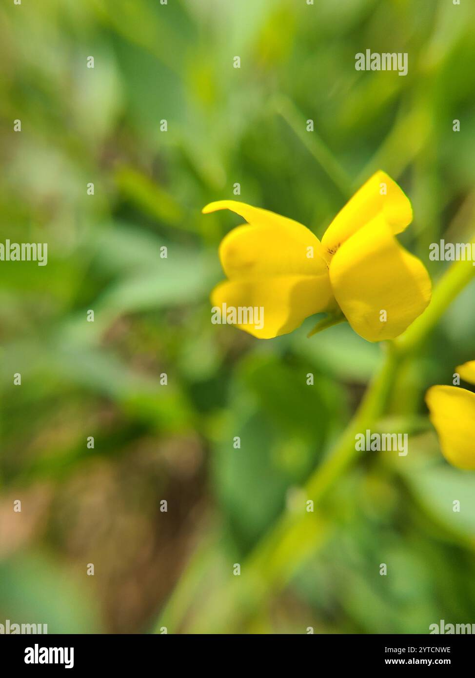 Yellow Wild Indigo (Baptisia sphaerocarpa Stock Photo - Alamy
