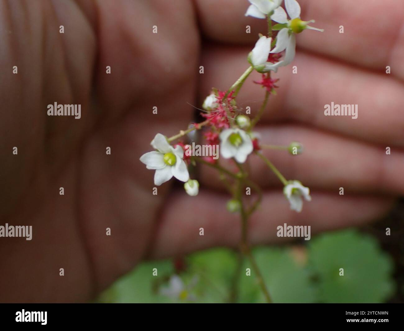 wood saxifrage (Saxifraga mertensiana Stock Photo - Alamy