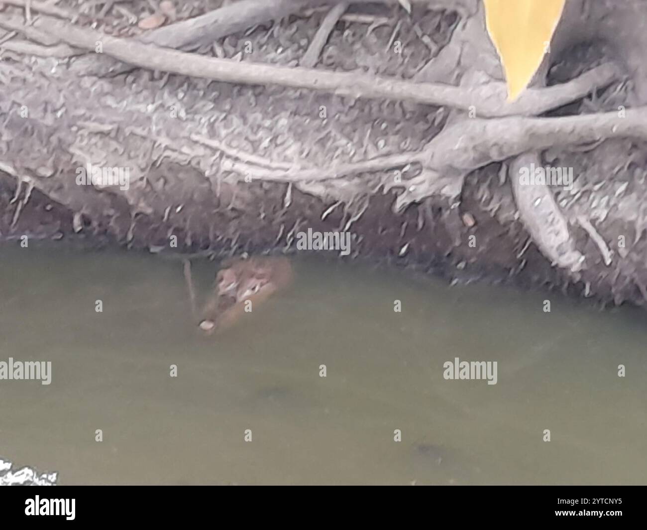 Brown Caiman (Caiman crocodilus fuscus Stock Photo - Alamy