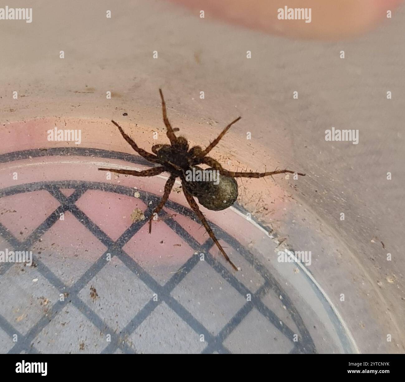 Rustic Wolf Spider (Trochosa ruricola Stock Photo - Alamy