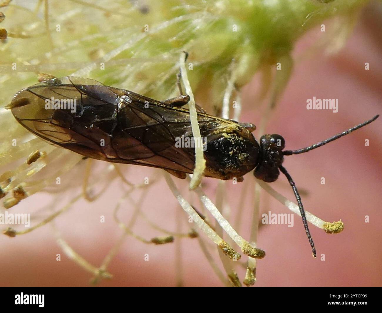 Common Sawflies (Tenthredinidae Stock Photo - Alamy