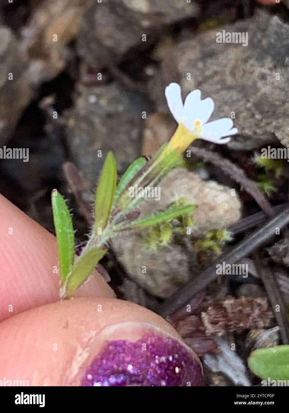 slender phlox (Microsteris gracilis Stock Photo - Alamy