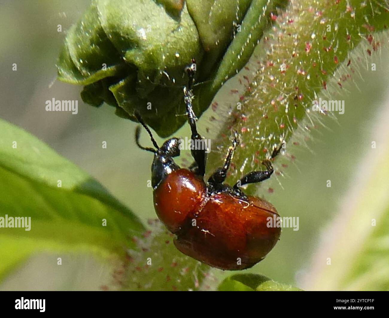 Leaf-rolling Weevils (Attelabidae Stock Photo - Alamy