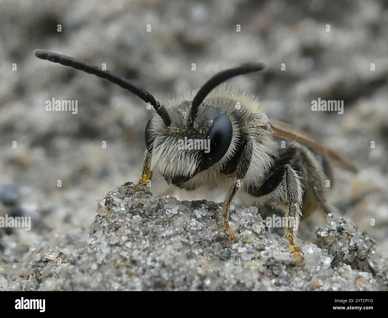 Mining Bees (Andrena Stock Photo - Alamy