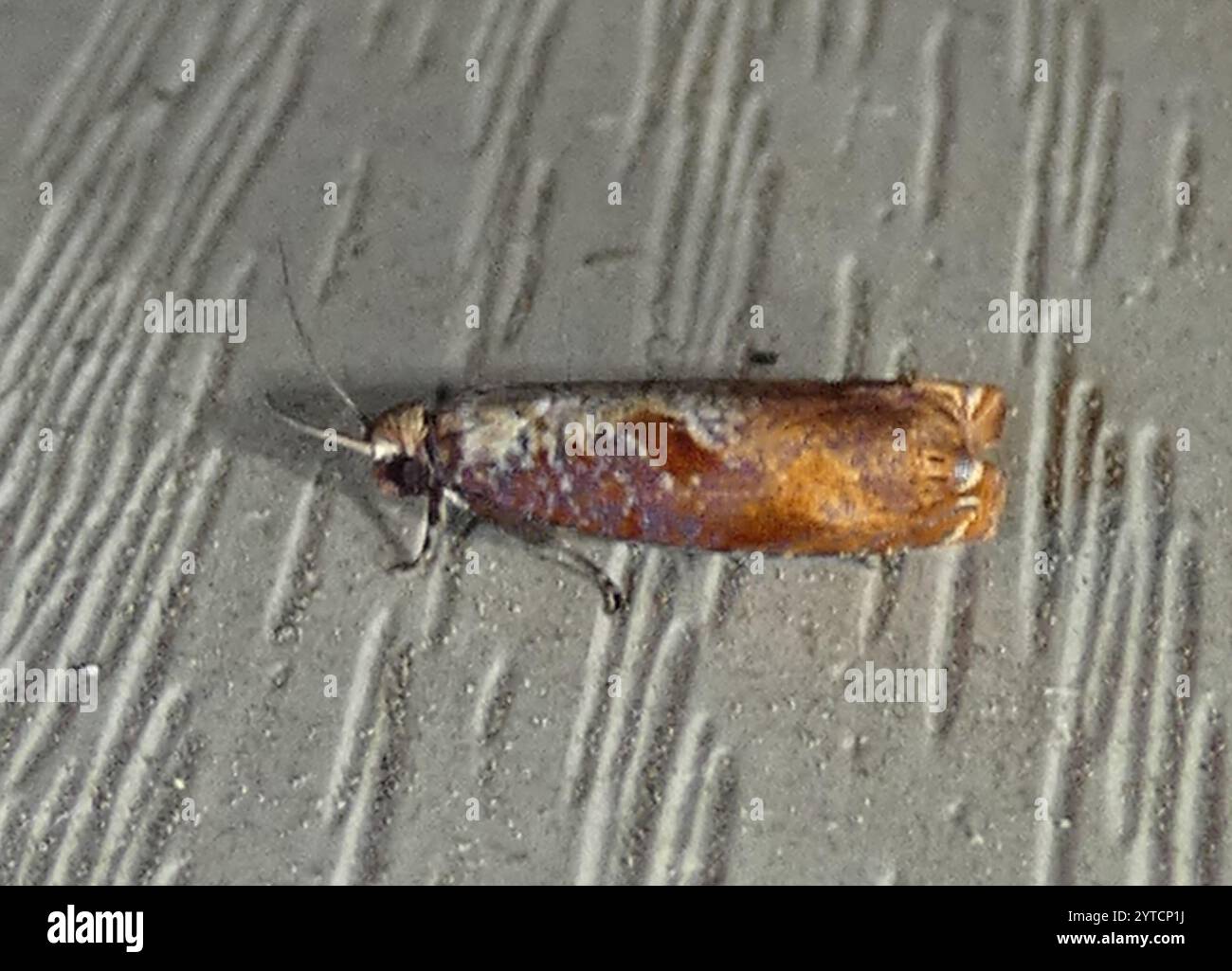 Maple Tip Borer Moth (Episimus tyrius Stock Photo - Alamy