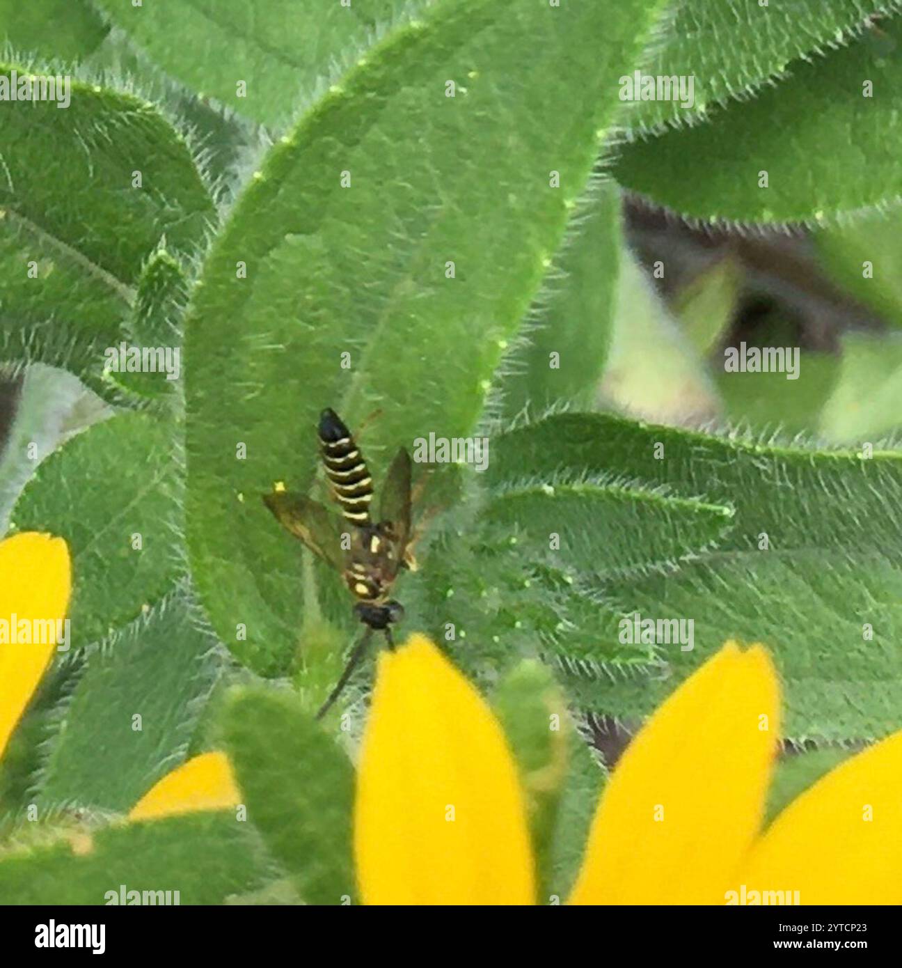 New World Banded Thynnid Wasps (Myzinum Stock Photo - Alamy