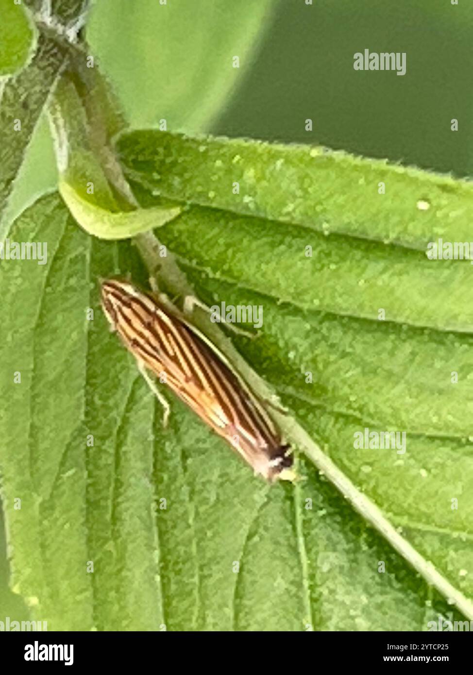 Yellow-striped Leafhopper (Sibovia occatoria Stock Photo - Alamy