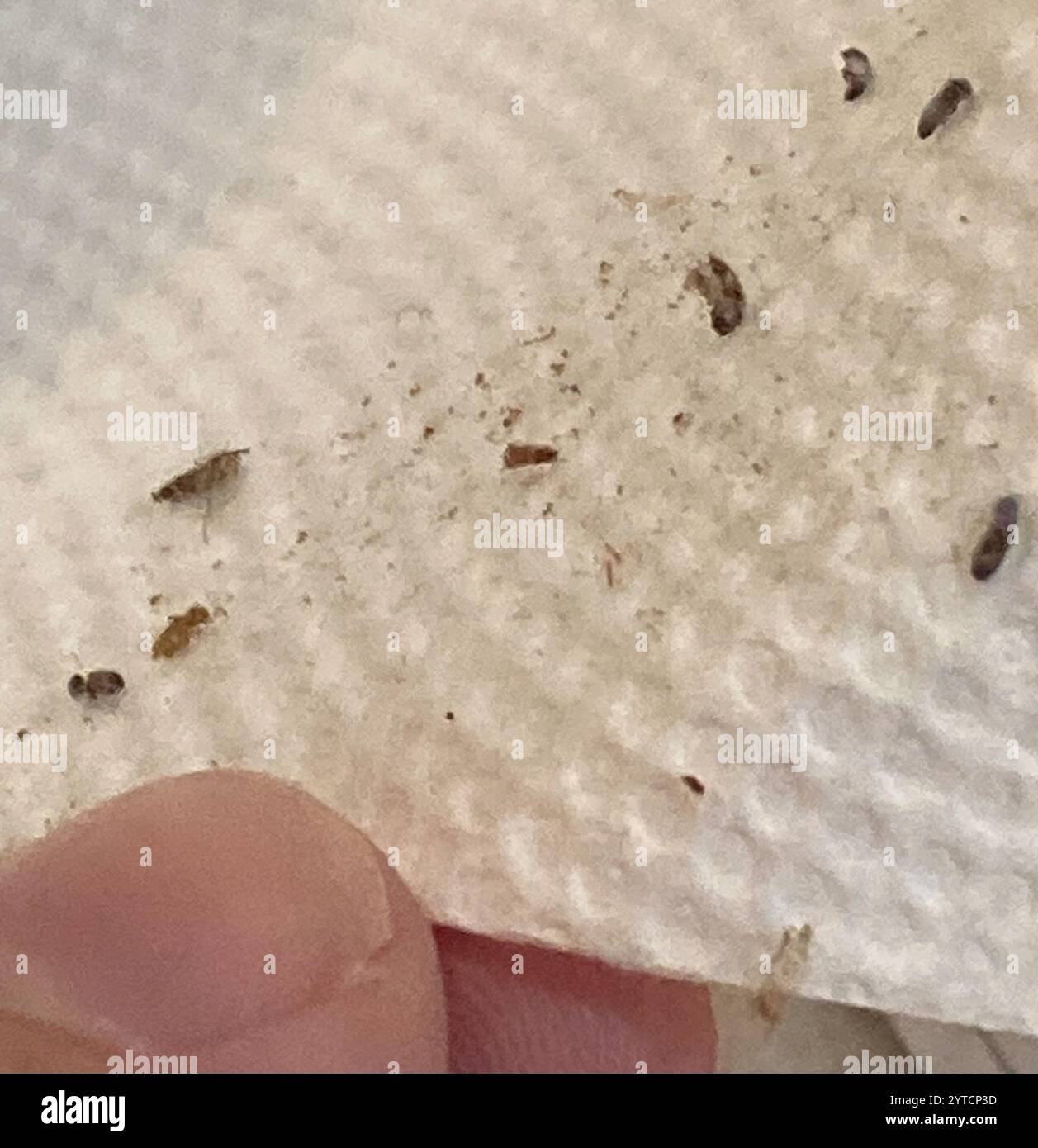 Deathwatch, Spider, and Wood-borer Beetles (Ptinidae Stock Photo - Alamy