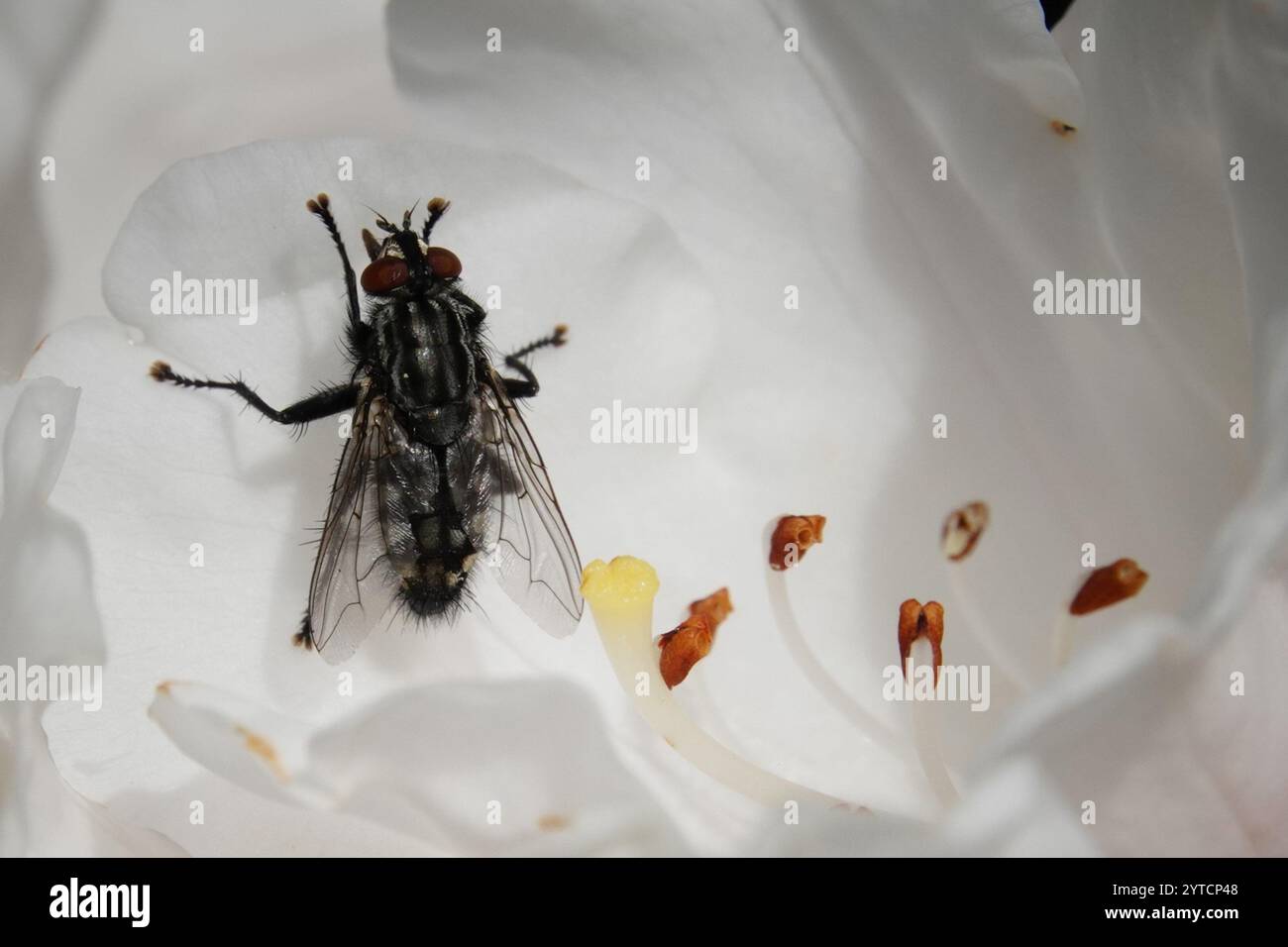 Common Flesh Flies (Sarcophaga Stock Photo - Alamy
