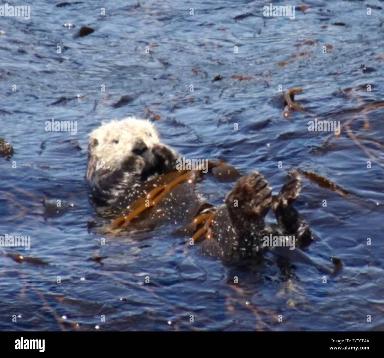 Sea Otter (Enhydra lutris Stock Photo - Alamy