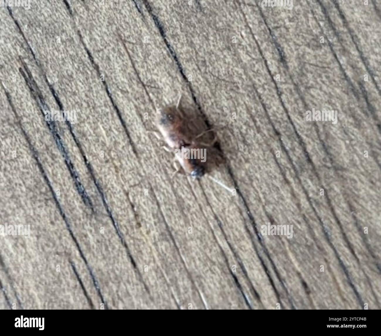 Sweet Click Beetle (Aeolus mellillus Stock Photo - Alamy