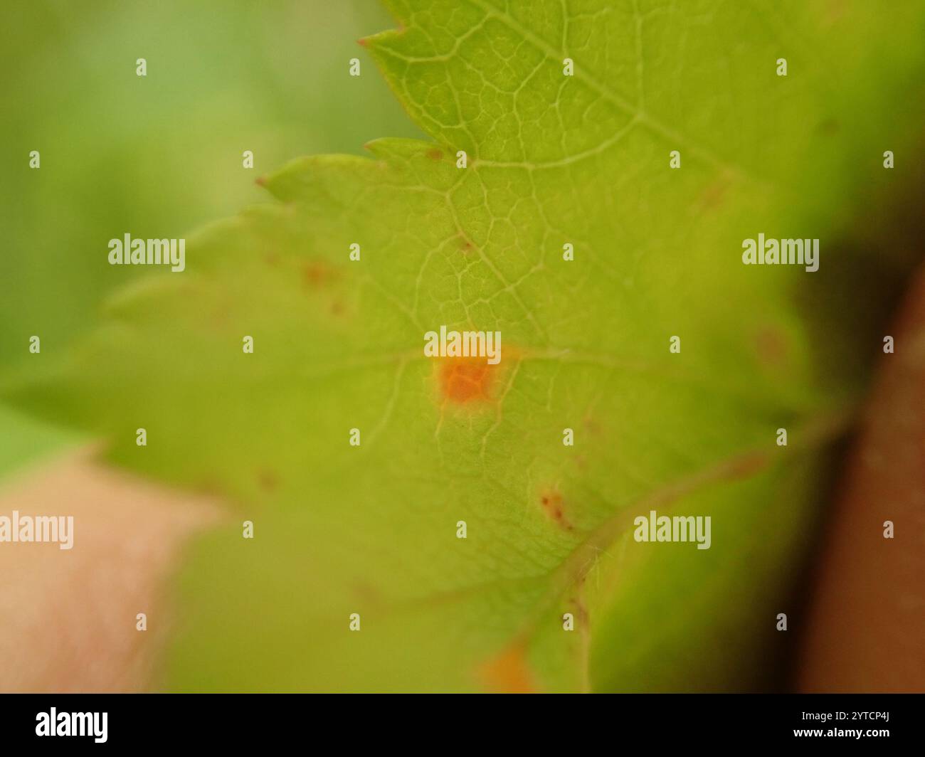 Cedar-Hawthorn Rust (Gymnosporangium globosum Stock Photo - Alamy