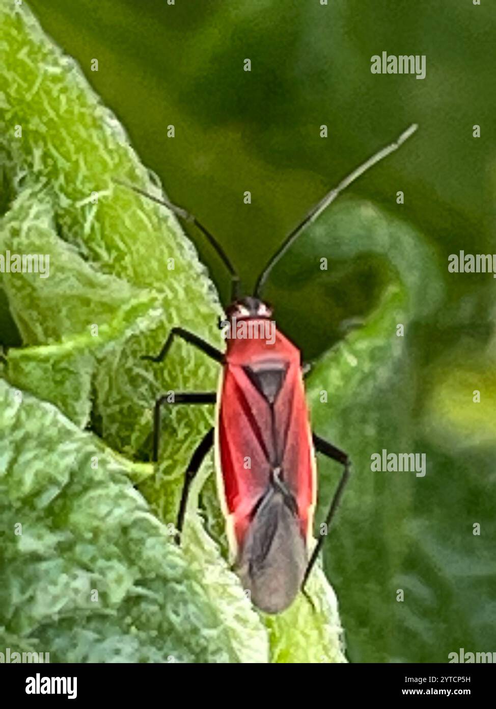 Scarlet Plant Bugs (Lopidea Stock Photo - Alamy