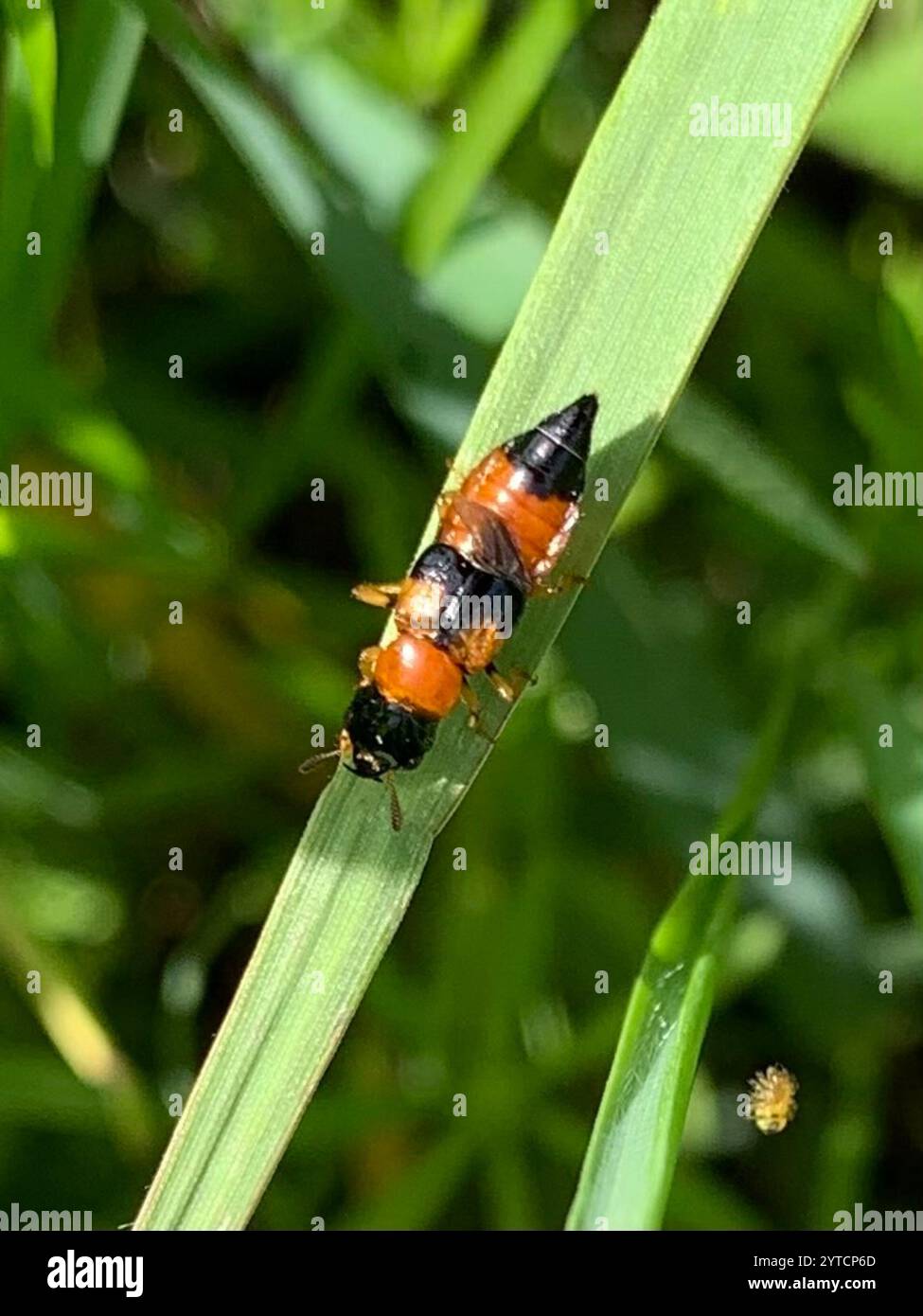 Red Rove Beetle (Oxyporus rufus Stock Photo - Alamy
