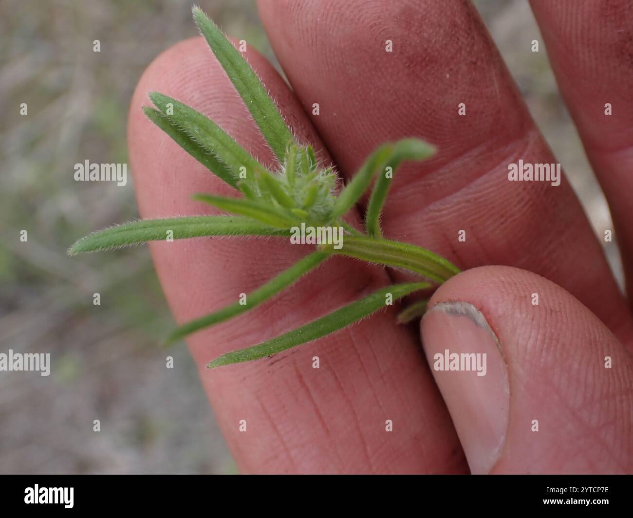 mountain tarweed (Madia glomerata Stock Photo - Alamy
