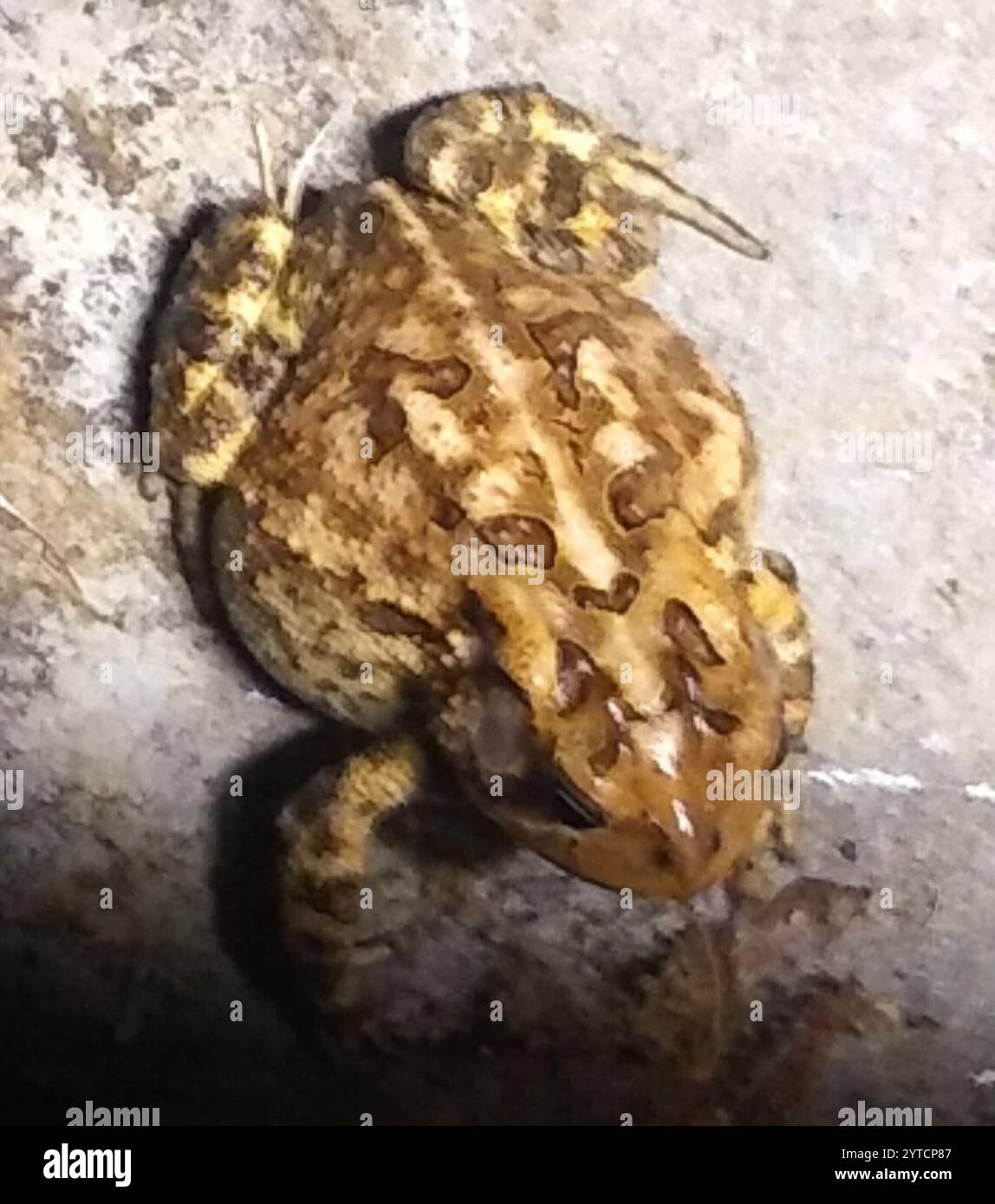 Southern Toad (Anaxyrus terrestris Stock Photo - Alamy