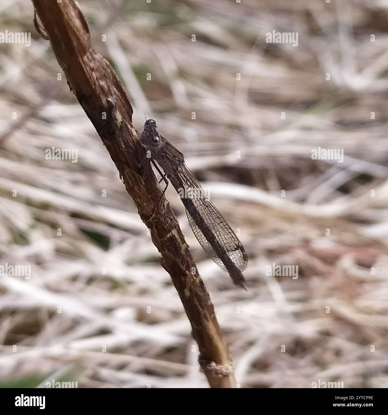 Siberian Winter Damsel (Sympecma paedisca Stock Photo - Alamy