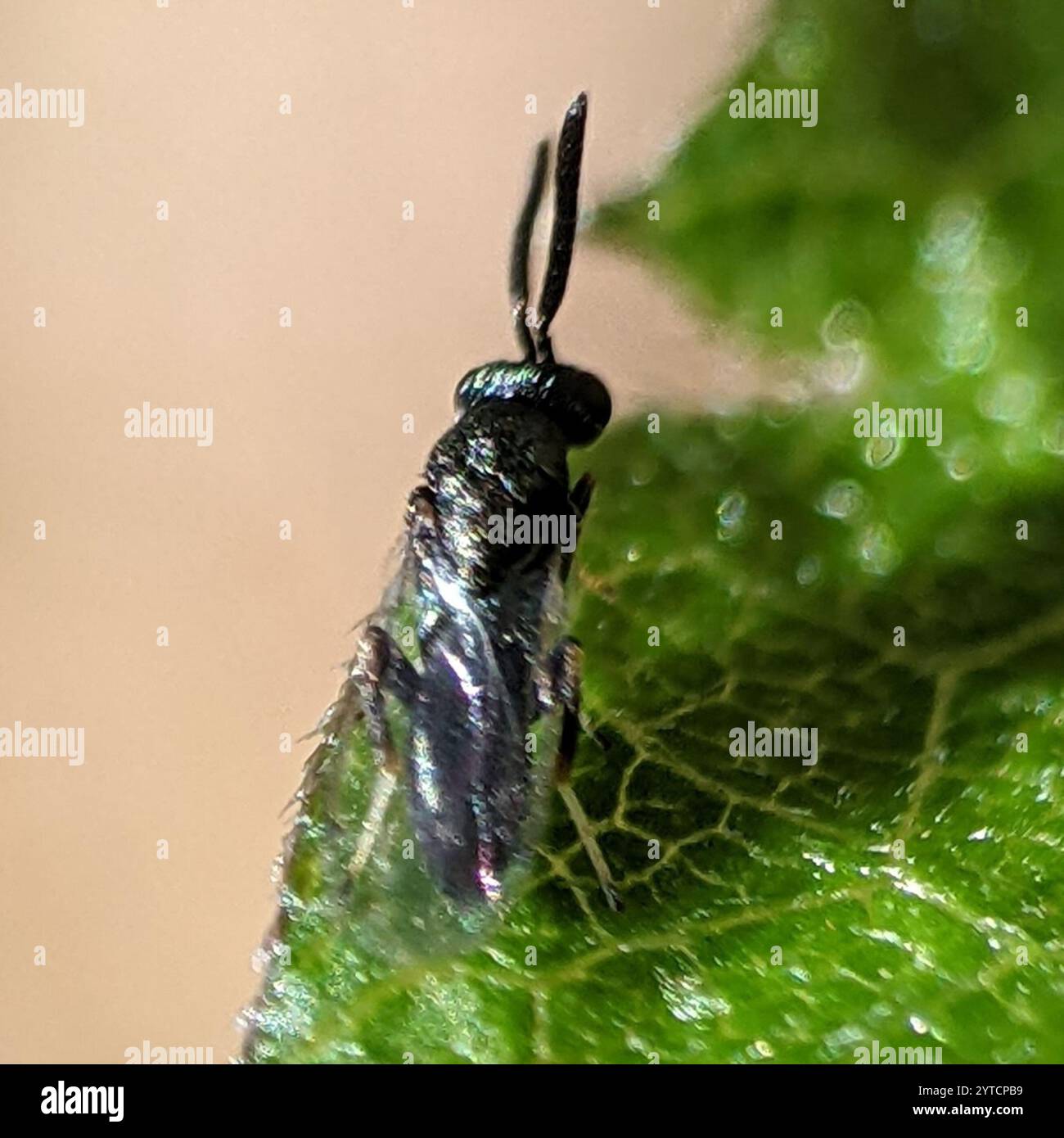 Chalcidoid Wasps (Chalcidoidea Stock Photo - Alamy