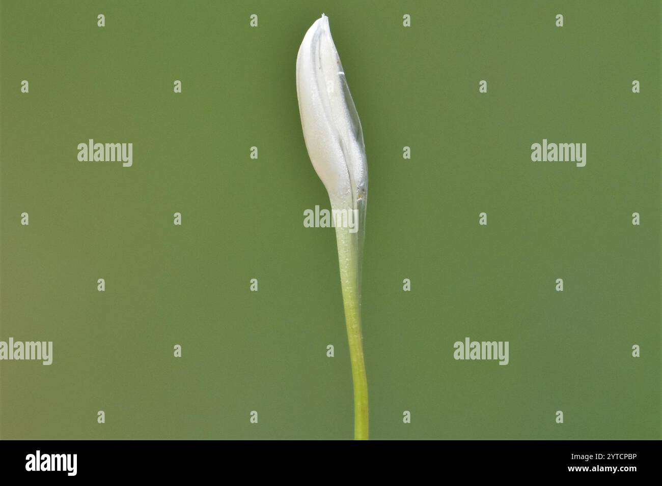 Nuttall's quillwort (Isoetes nuttallii Stock Photo - Alamy