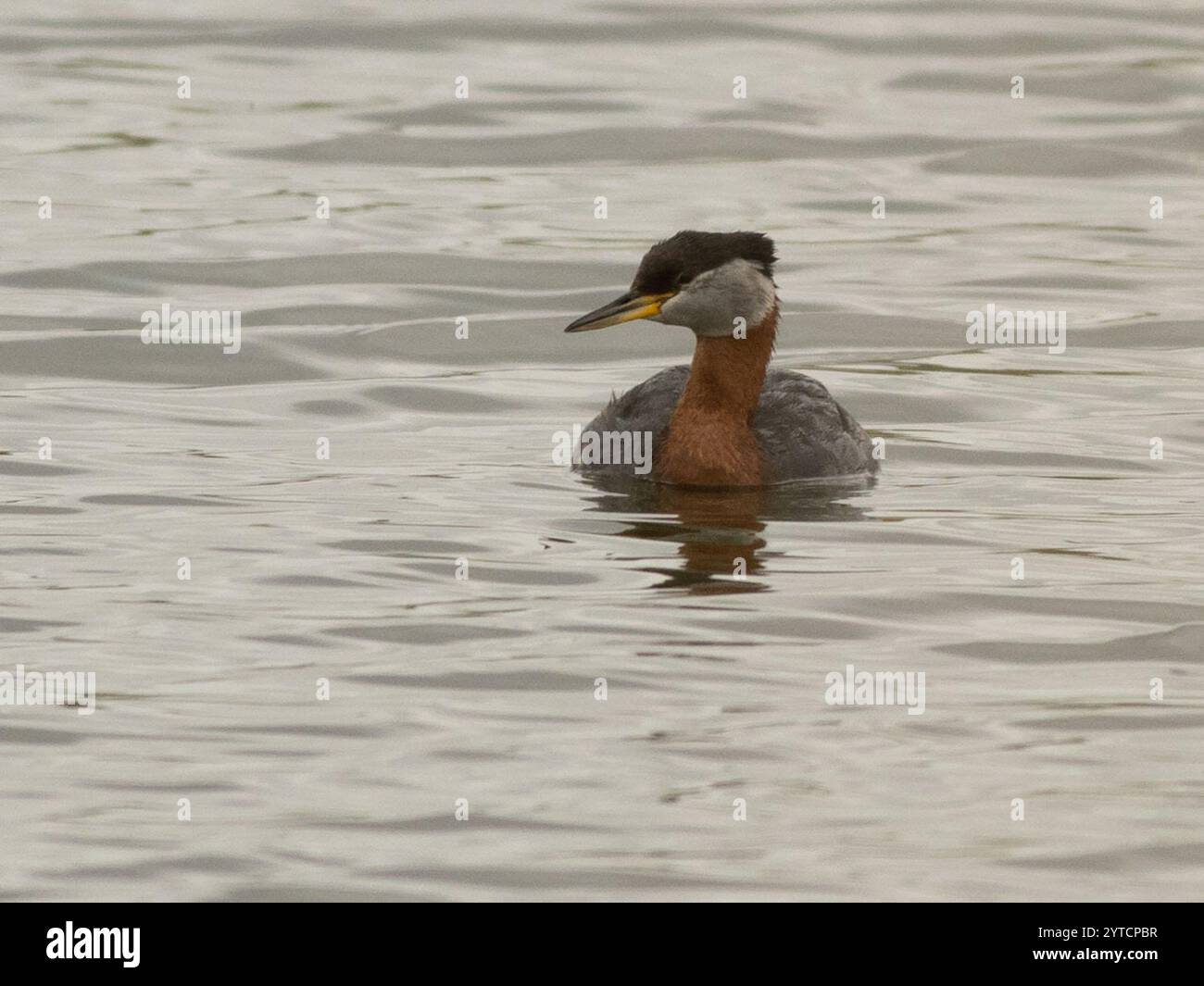 Red-necked Grebe (Podiceps grisegena Stock Photo - Alamy