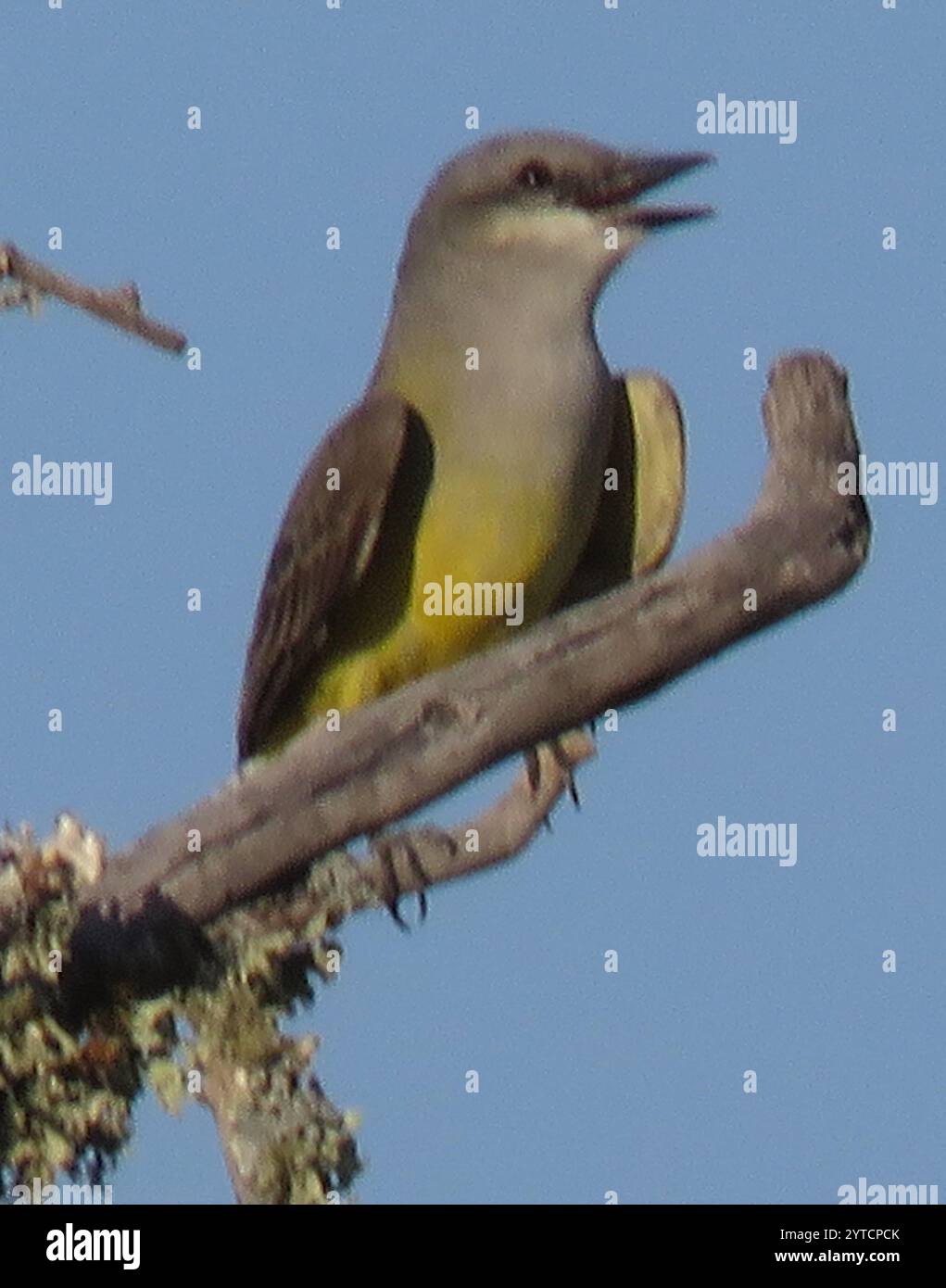 Western Kingbird (Tyrannus verticalis Stock Photo - Alamy