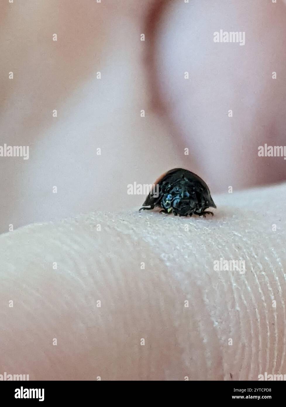 Twice-stabbed Lady Beetles (Chilocorus Stock Photo - Alamy