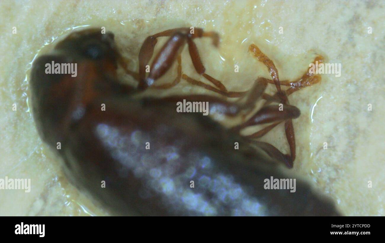 ivy boring beetle (Ochina ptinoides Stock Photo - Alamy