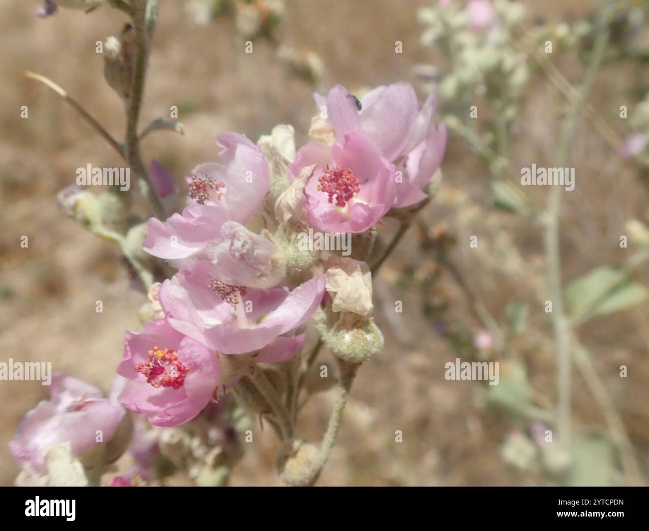 eastern bewildering bushmallow (Malacothamnus arcuatus elmeri Stock ...