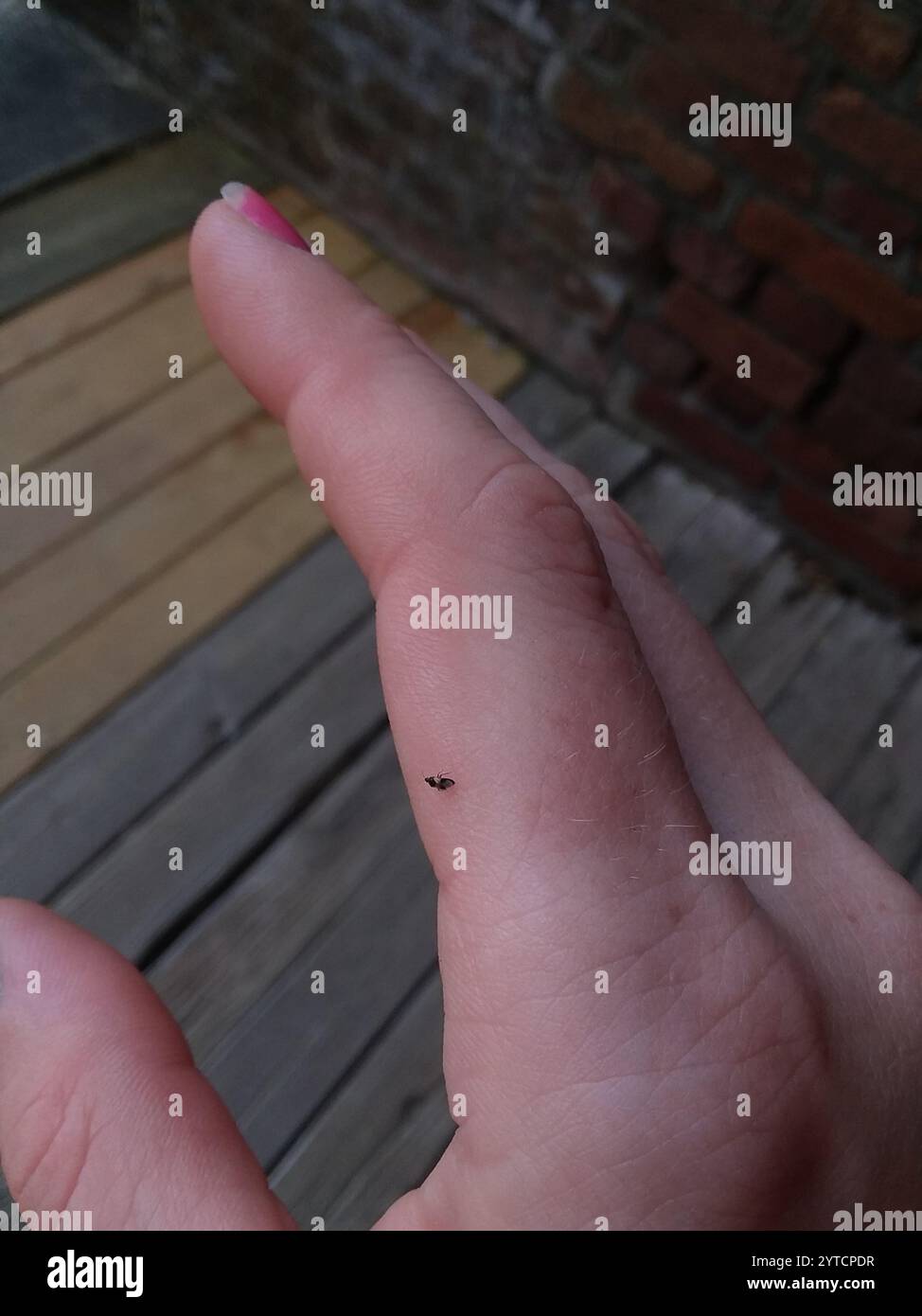 Minute pirate bugs (Anthocoridae Stock Photo - Alamy