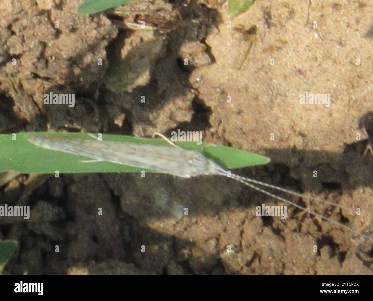 White Miller Caddisflies (Nectopsyche Stock Photo - Alamy