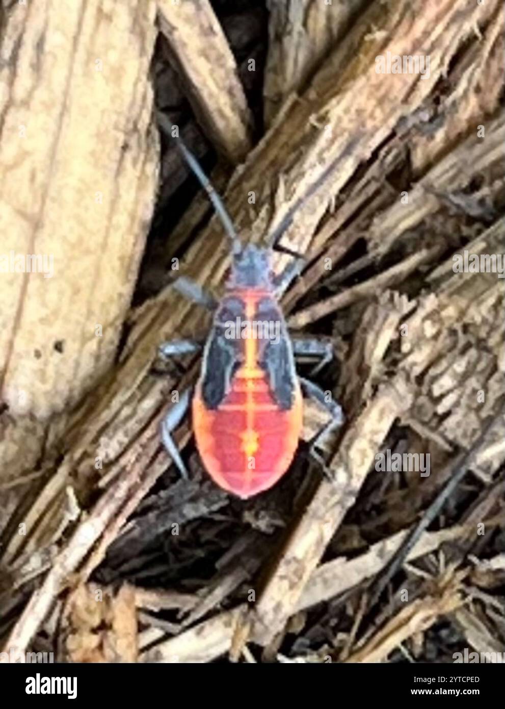 Eastern Boxelder Bug (Boisea trivittata Stock Photo - Alamy