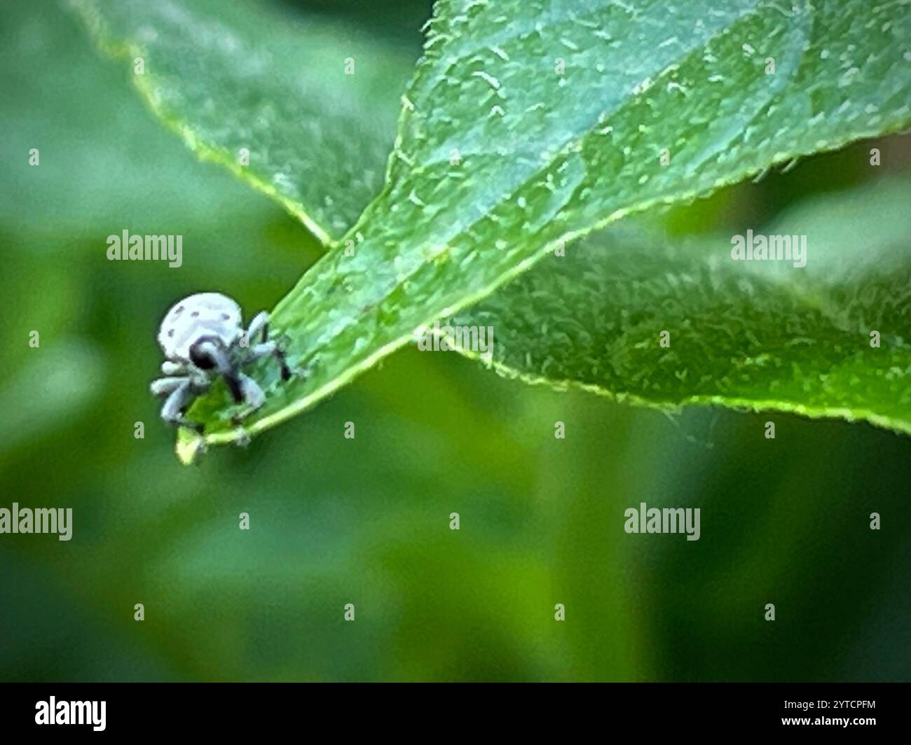 Potato Stalk Borer (Trichobaris trinotata Stock Photo - Alamy