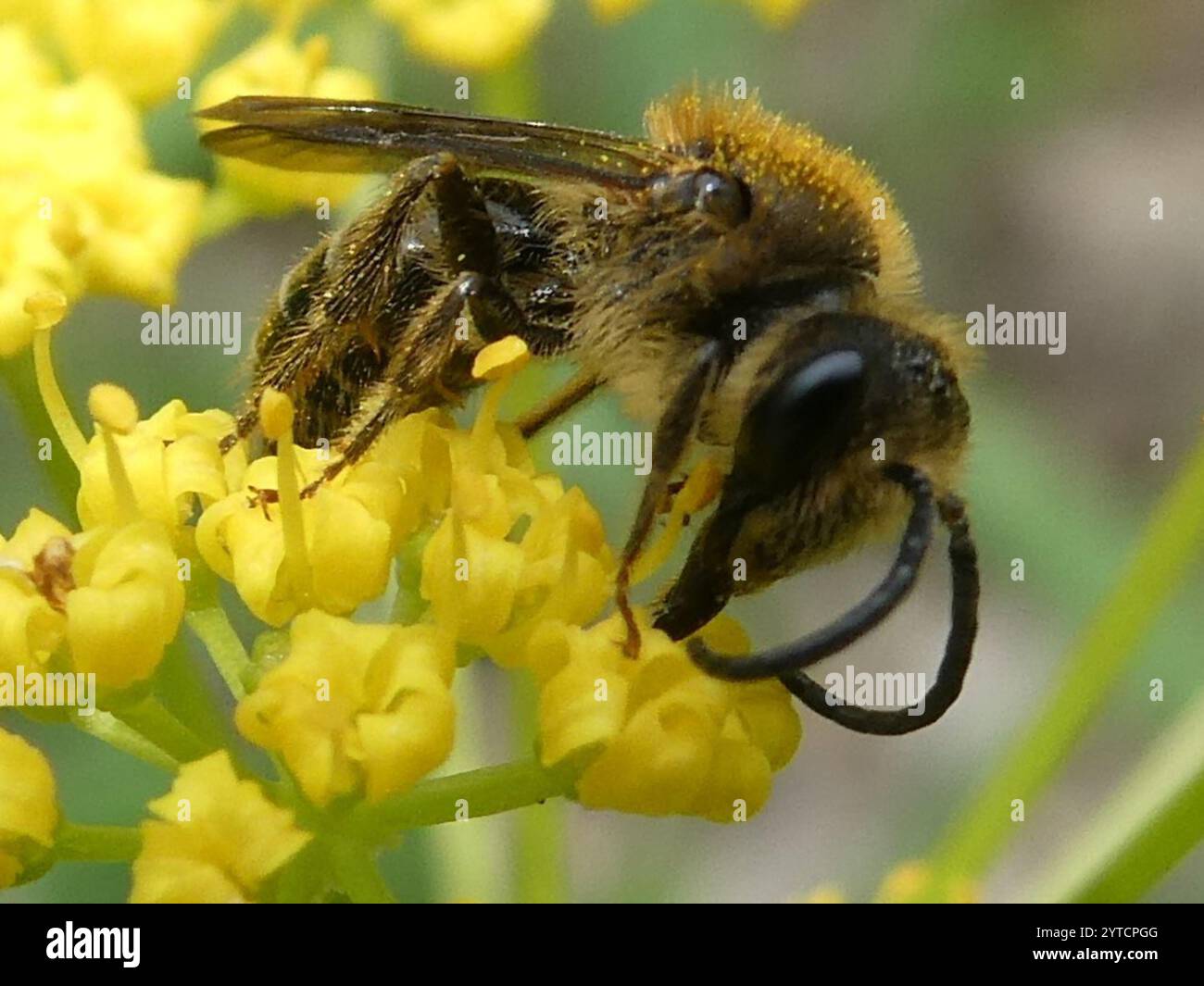 Mining Bees (Andrena Stock Photo - Alamy